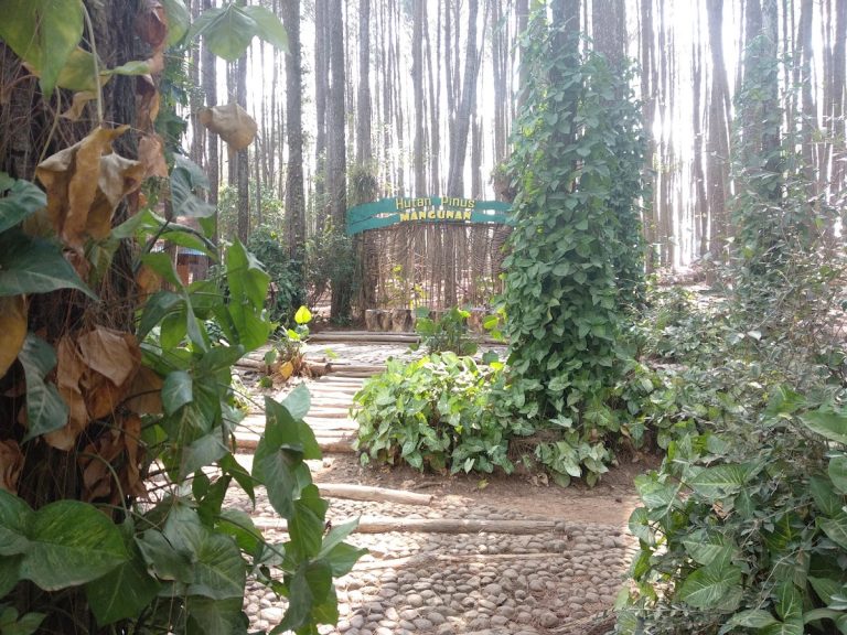 Hutan Pinus Mangunan: Daya Tarik & Harga Tiket Masuk Di 2026