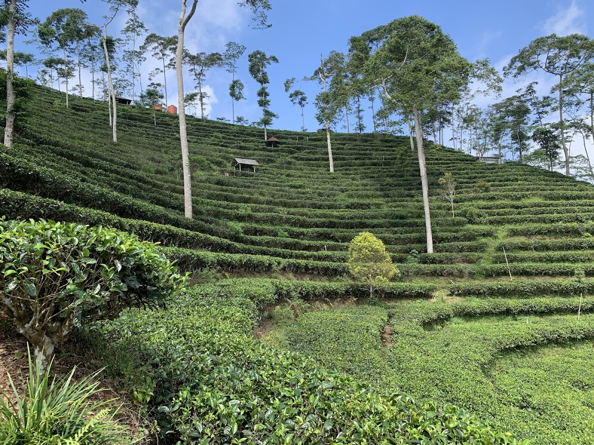 Kebun Teh Tritis: Wisata Perkebunan Hijau di Perbukitan Menoreh Kulonprogo