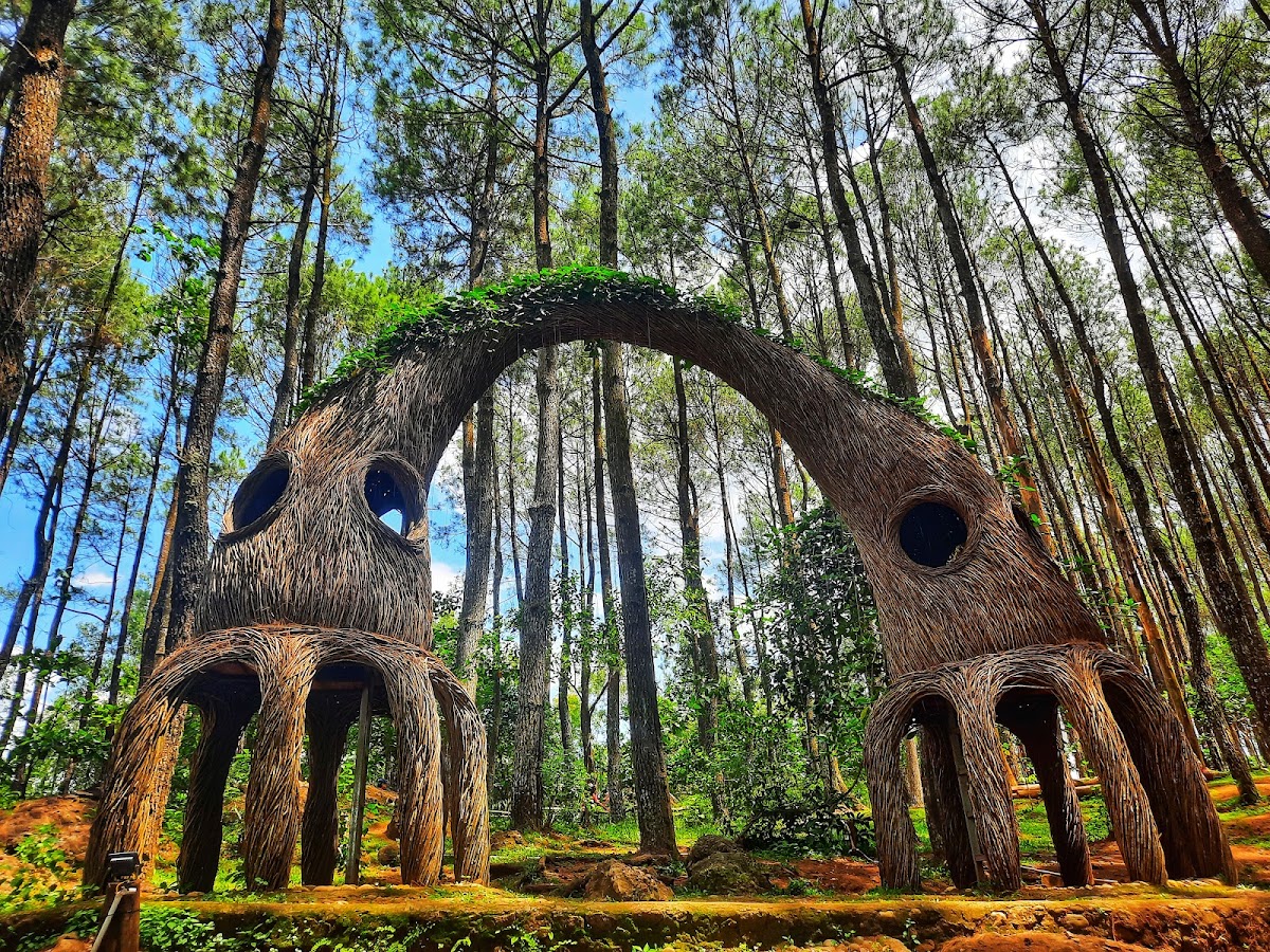 Hutan Pinus Pengger: Wisata Alam di Bantul Yogyakarta